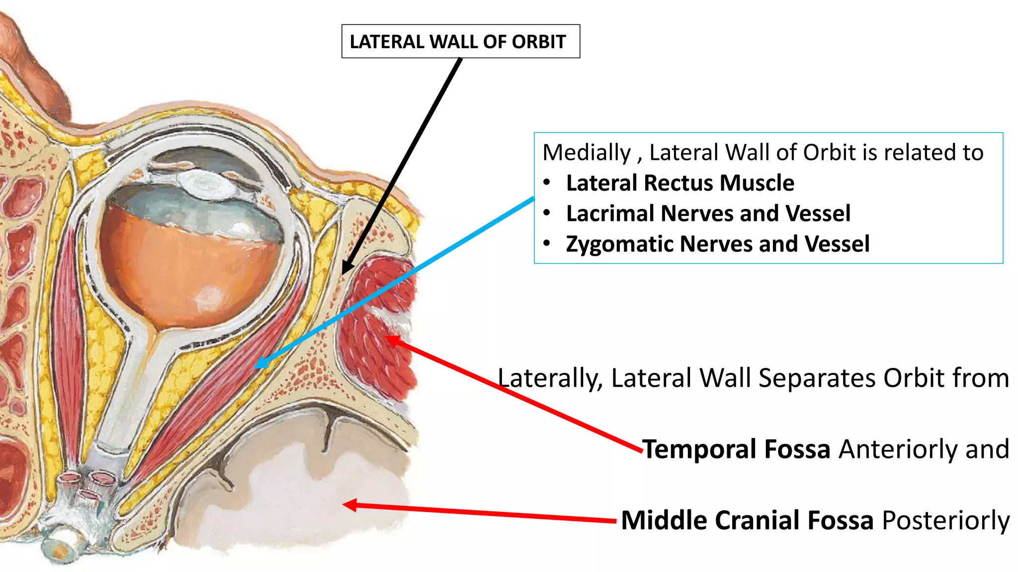 Orbit Anatomy and Surgical Spaces | PPTX