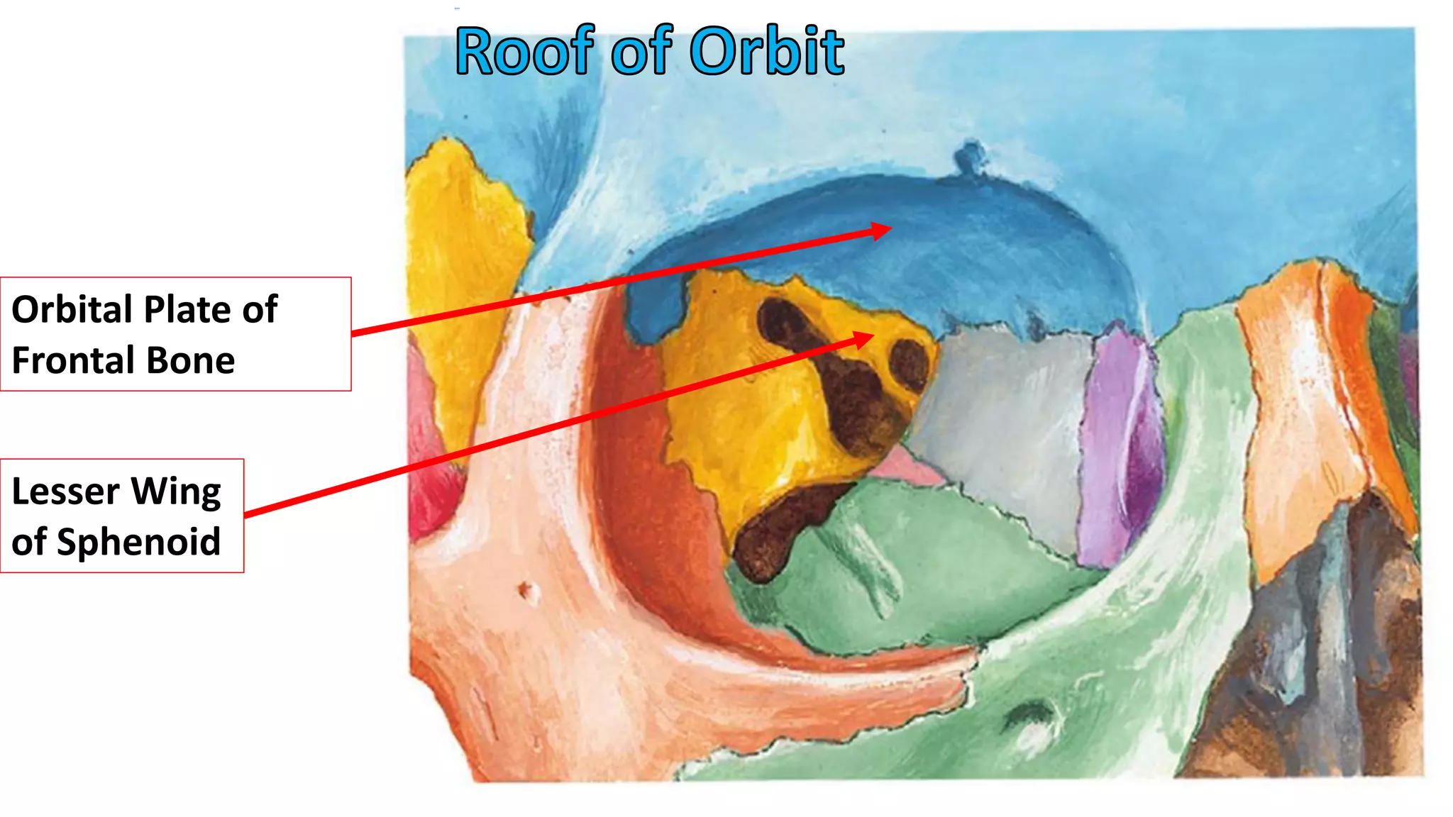 Orbit Anatomy and Surgical Spaces | PPTX