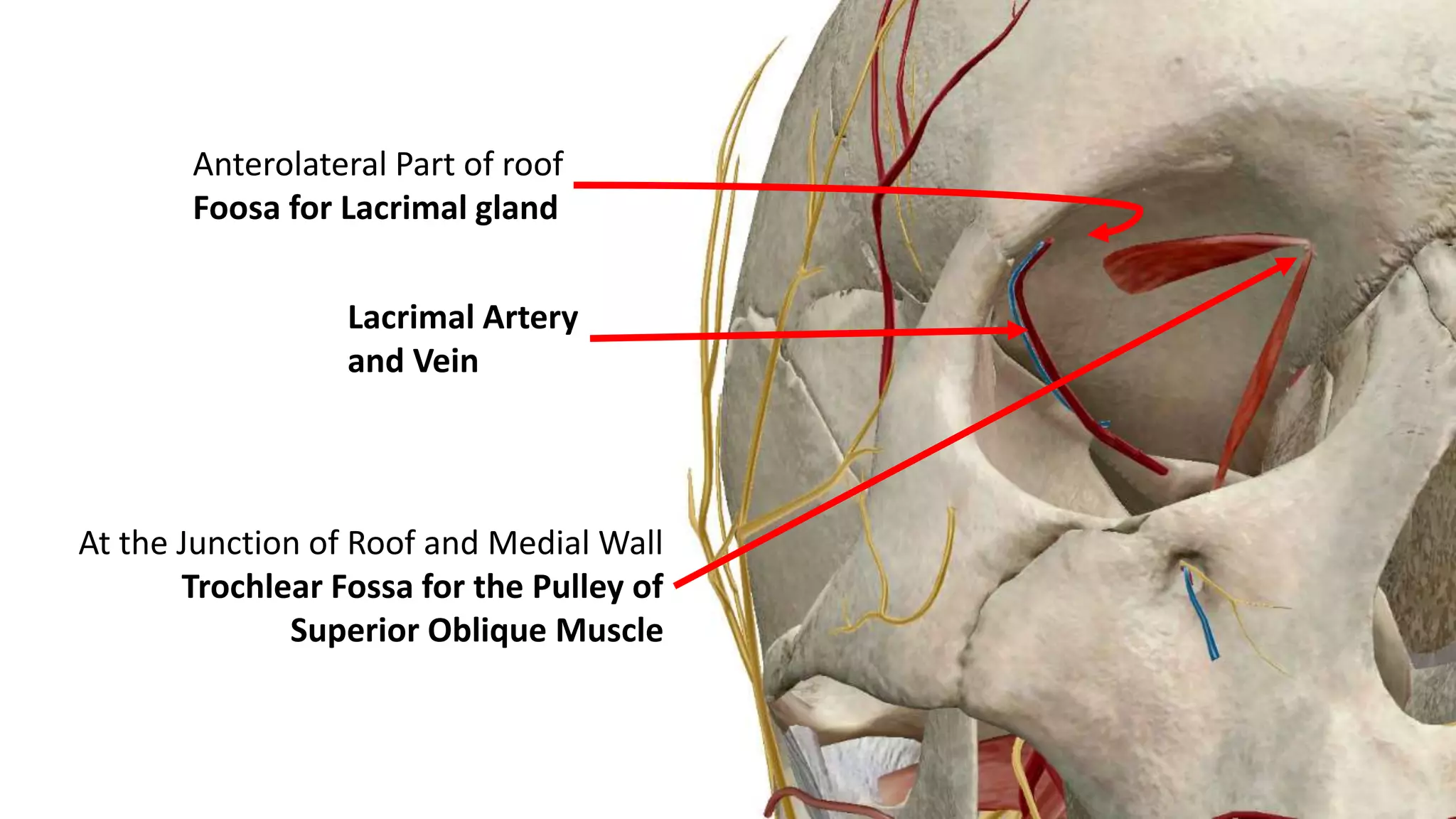 Orbit Anatomy and Surgical Spaces | PPTX