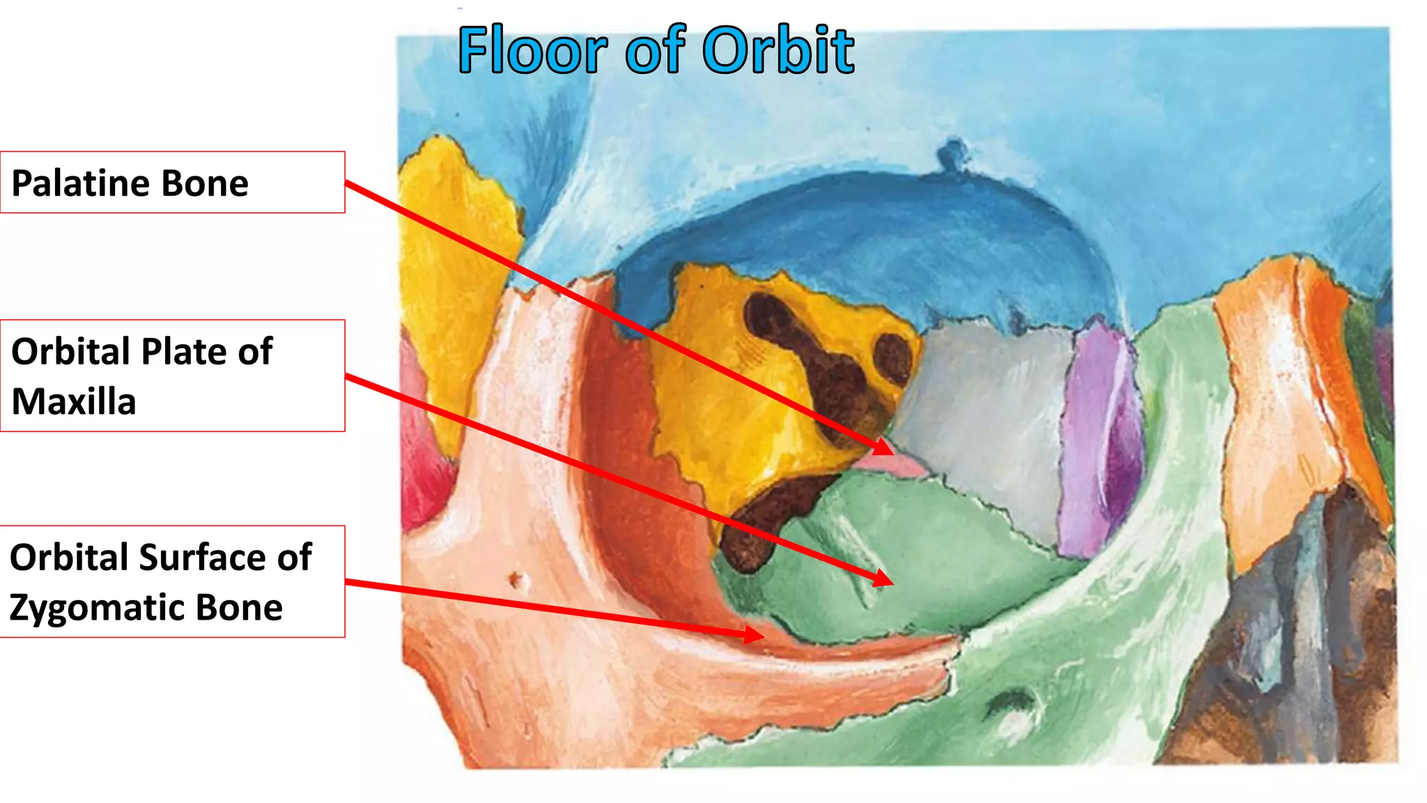 Orbit Anatomy and Surgical Spaces | PPTX