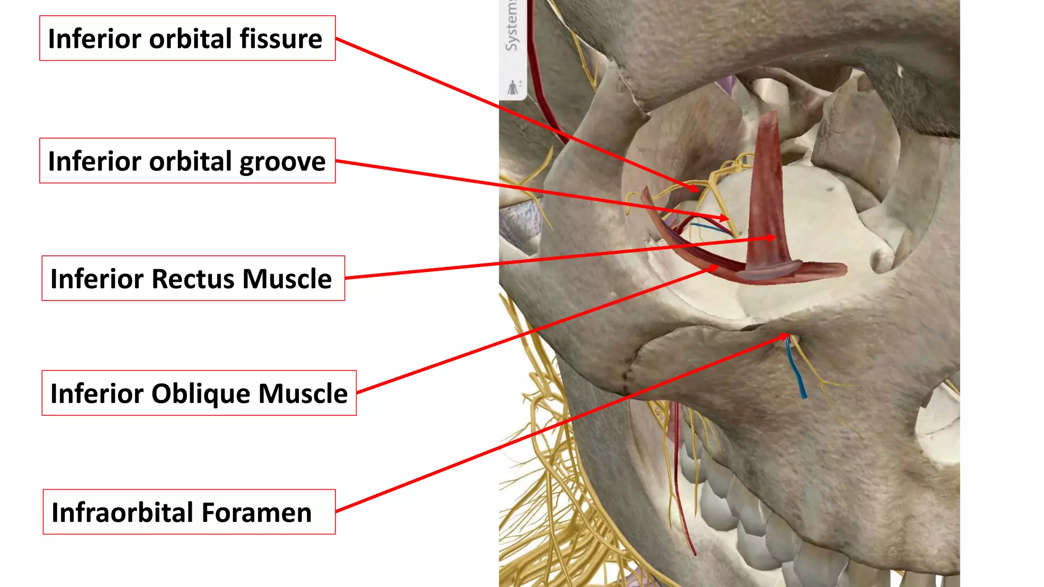 Orbit Anatomy and Surgical Spaces | PPTX