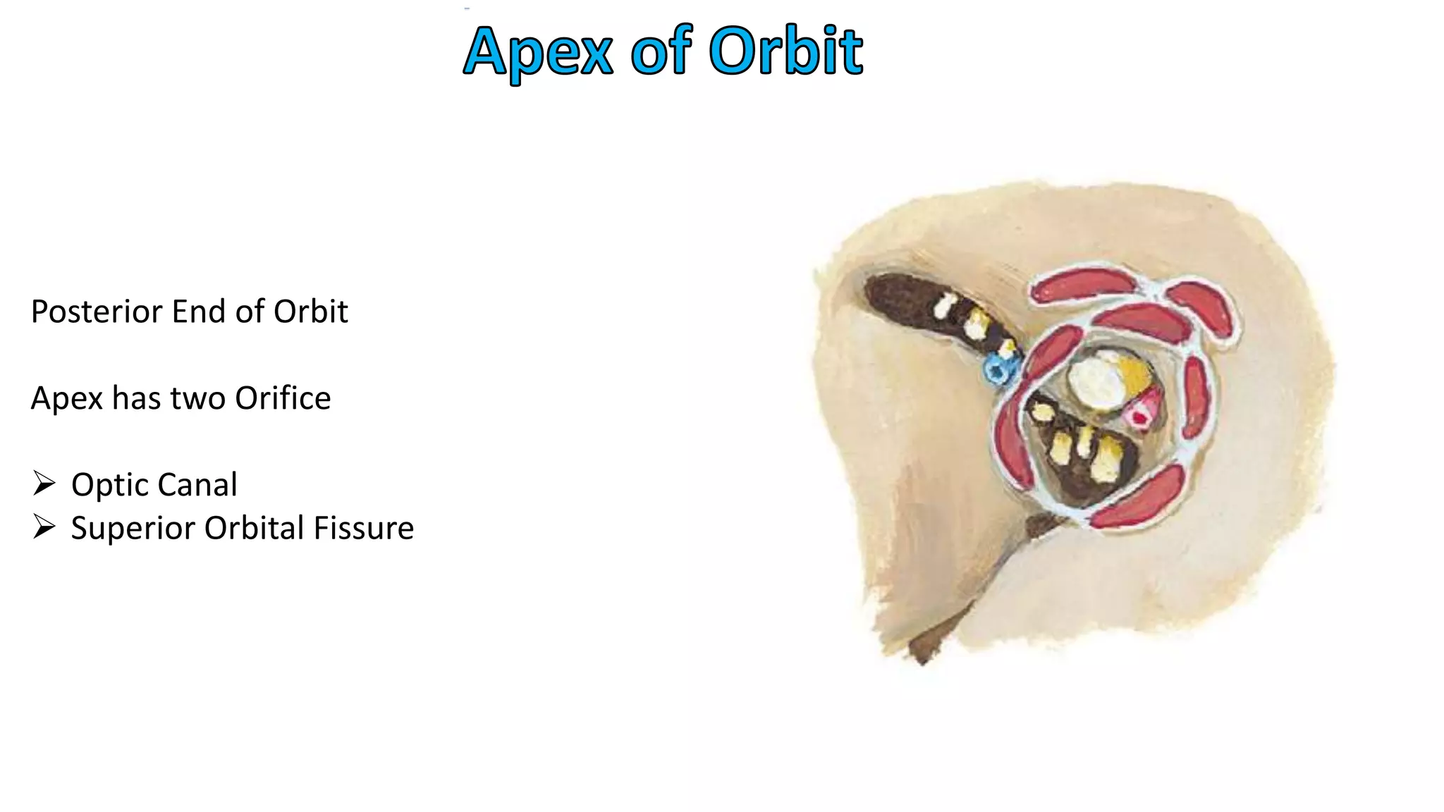 Orbit Anatomy and Surgical Spaces | PPTX