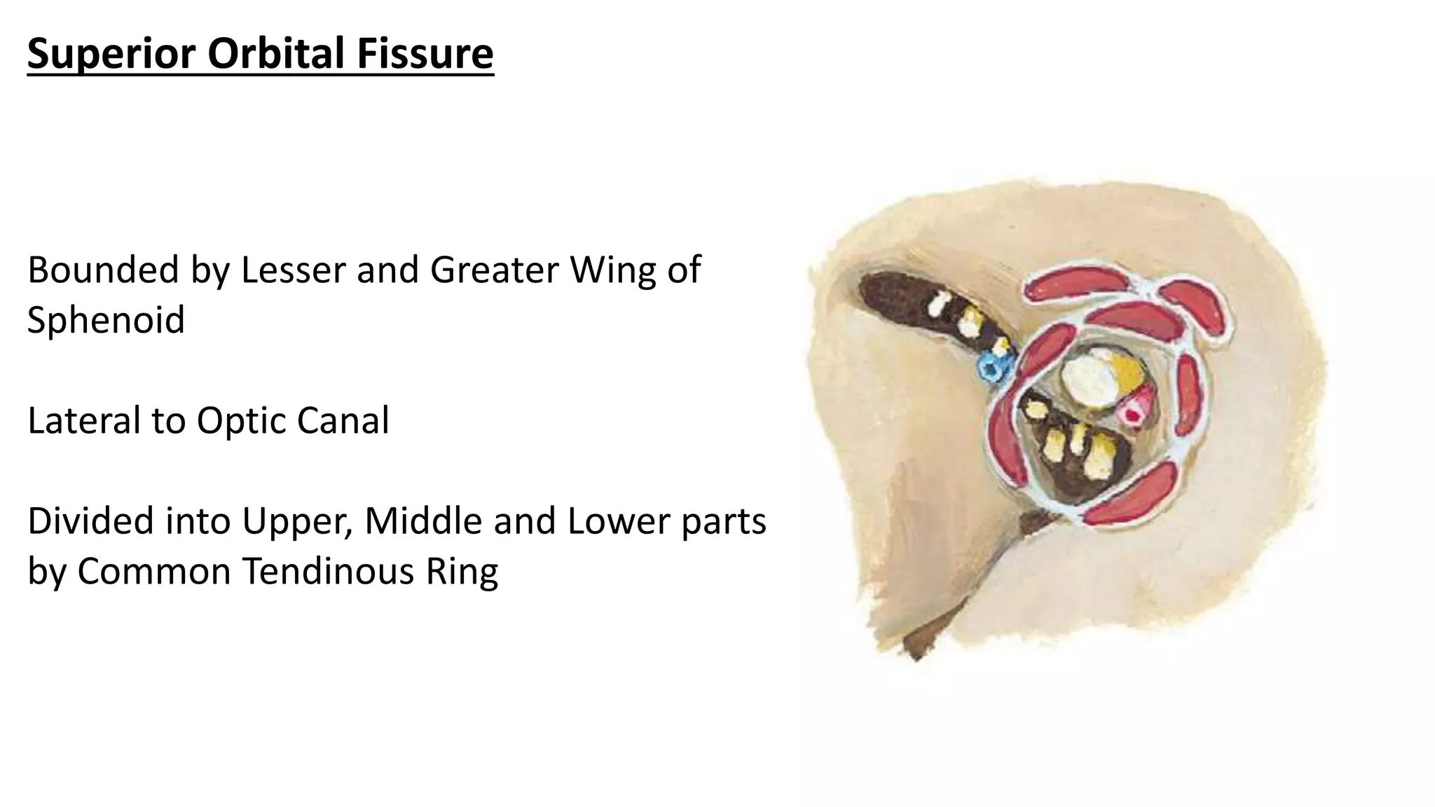 Orbit Anatomy and Surgical Spaces | PPTX | Ear, Nose and Throat ...