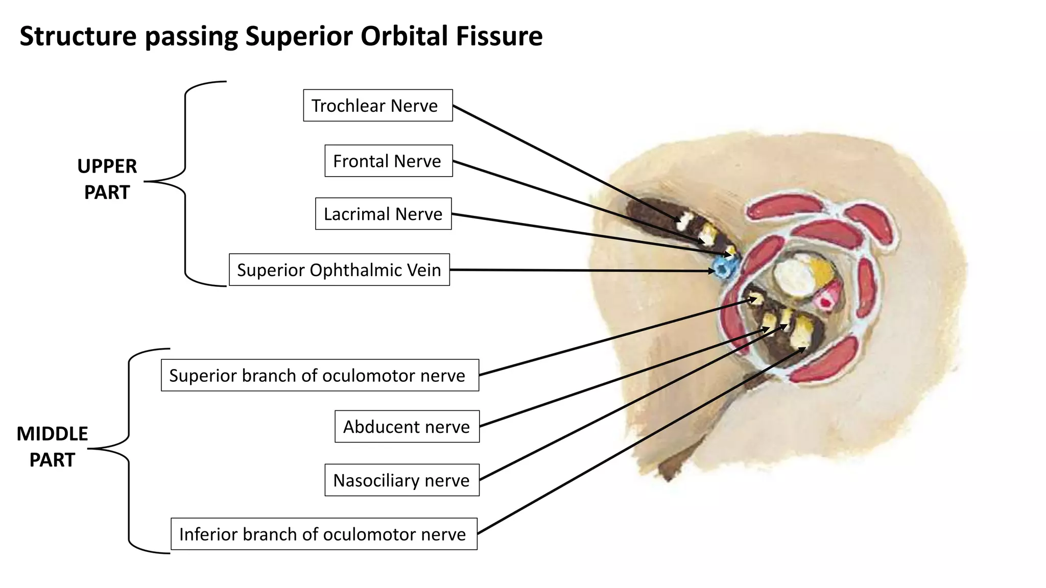 Orbit Anatomy and Surgical Spaces | PPTX