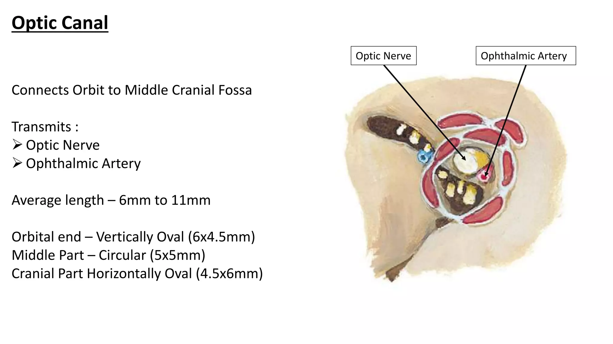 Orbit Anatomy and Surgical Spaces | PPTX