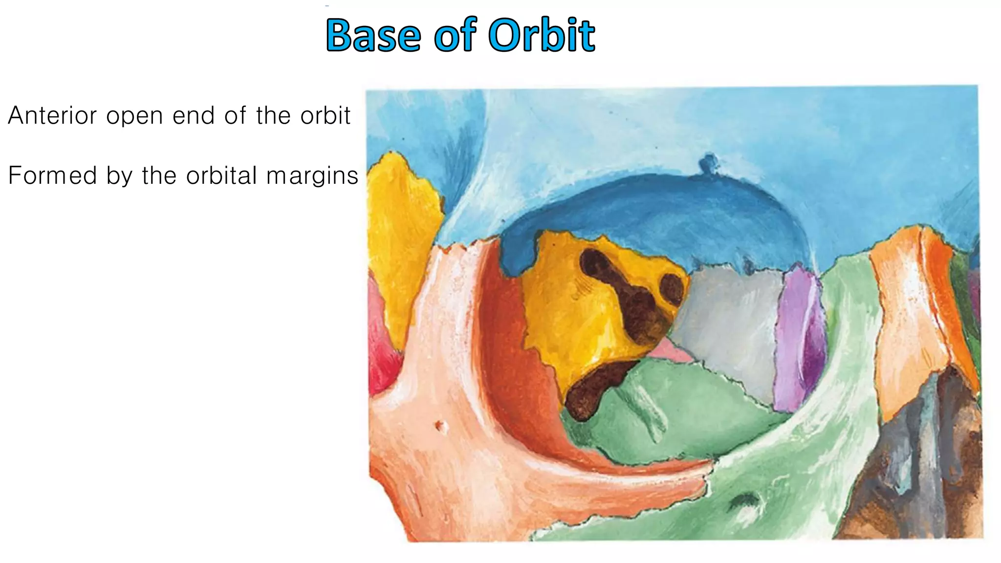 Orbit Anatomy and Surgical Spaces | PPTX