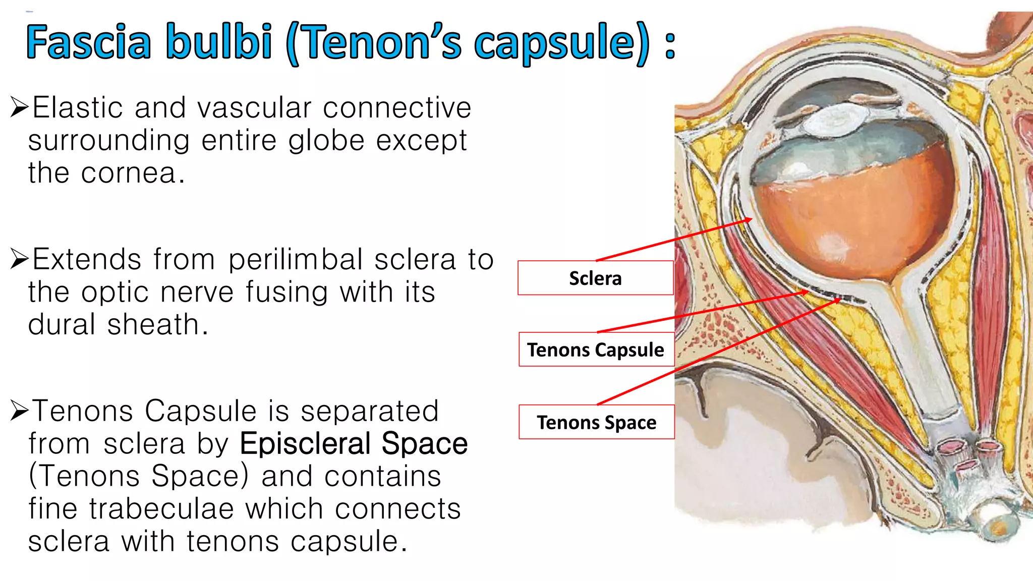 Orbit Anatomy and Surgical Spaces | PPTX