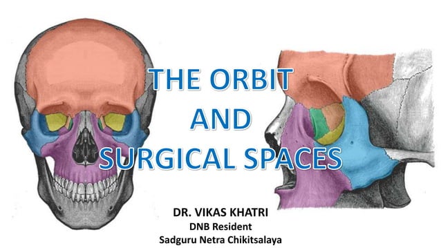 Orbit Anatomy and Surgical Spaces | PPTX | Ear, Nose and Throat ...
