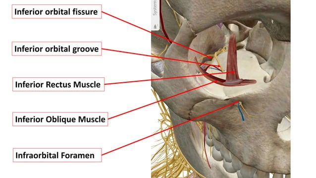 Orbit Anatomy and Surgical Spaces | PPTX | Ear, Nose and Throat ...