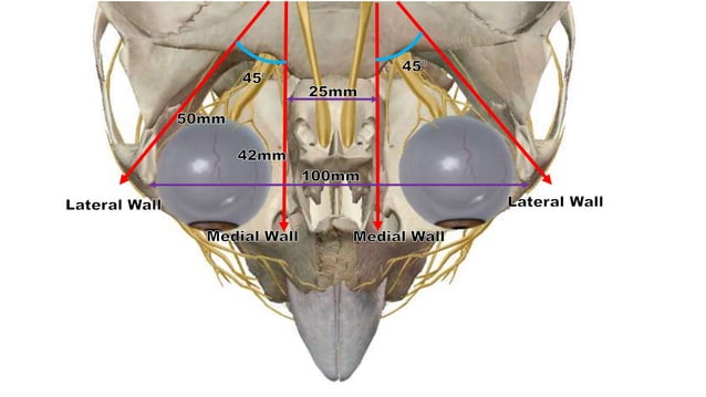 Orbit Anatomy and Surgical Spaces | PPTX | Ear, Nose and Throat ...