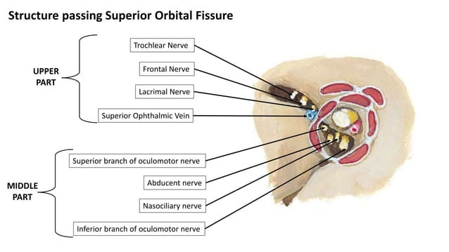 Orbit Anatomy and Surgical Spaces | PPTX | Ear, Nose and Throat ...