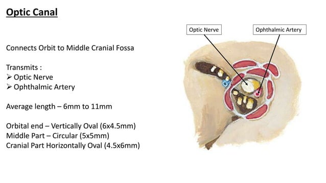 Orbit Anatomy and Surgical Spaces | PPTX | Ear, Nose and Throat ...