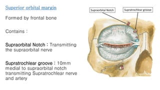 Orbit Anatomy and Surgical Spaces | PPTX
