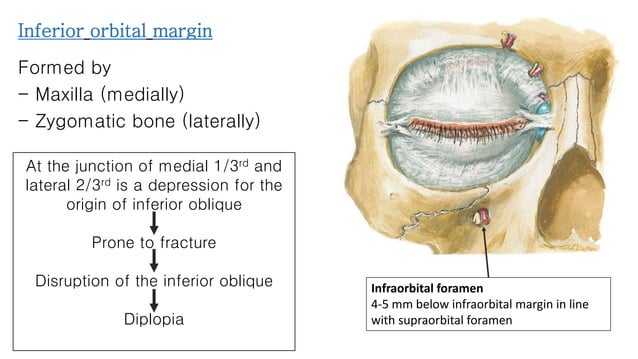 Orbit Anatomy and Surgical Spaces | PPTX | Ear, Nose and Throat Conditions | Diseases and Conditions