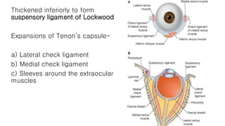 Orbit Anatomy and Surgical Spaces | PPTX