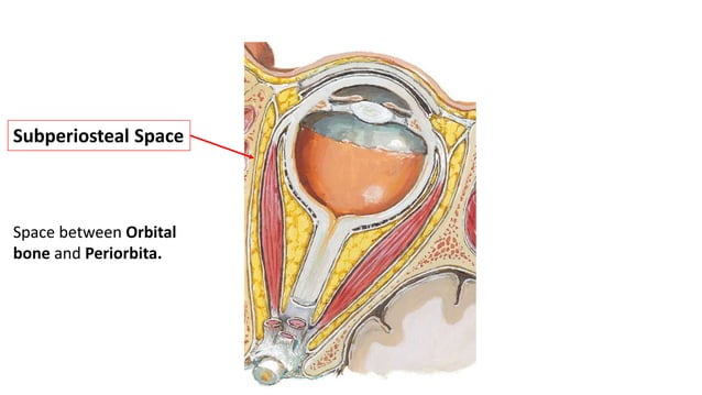 Orbit Anatomy and Surgical Spaces | PPTX | Ear, Nose and Throat Conditions | Diseases and Conditions