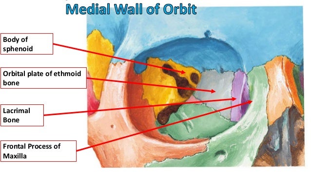 Orbit Anatomy and Surgical Spaces