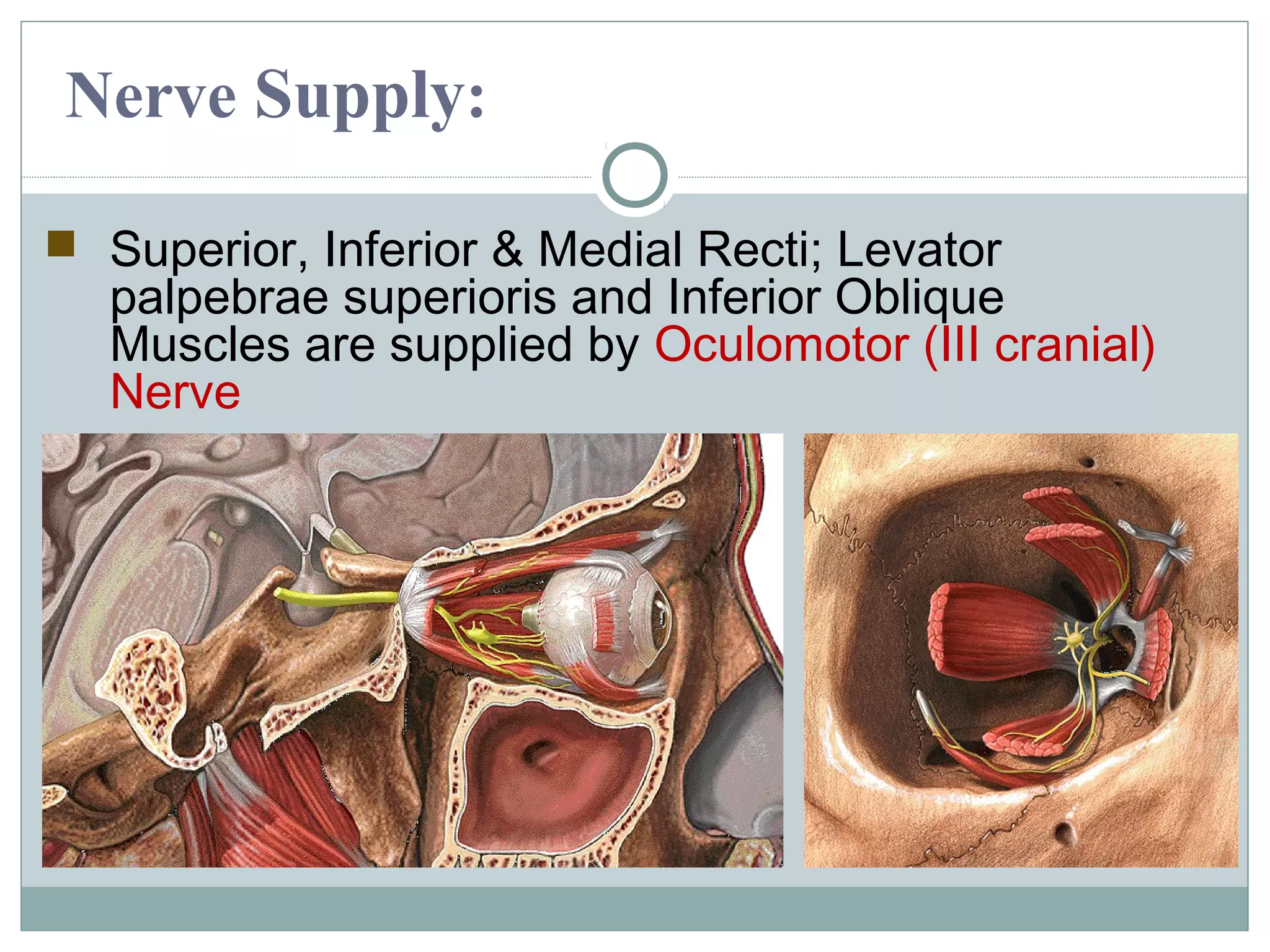 Orbit and Extra-Ocular Muscles | PPT