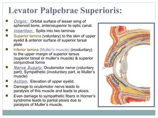 Orbit and Extra-Ocular Muscles | PPT