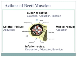 Orbit and Extra-Ocular Muscles | PPT