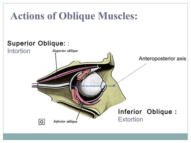 Orbit and Extra-Ocular Muscles | PPT
