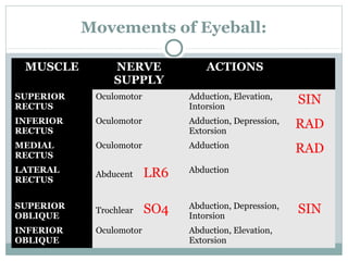 Orbit and Extra-Ocular Muscles | PPT