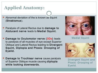 Orbit and Extra-Ocular Muscles | PPT