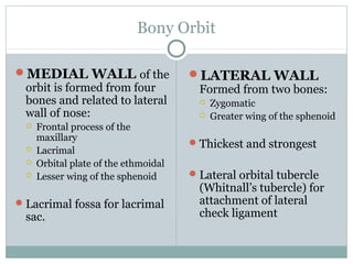 Orbit and Extra-Ocular Muscles | PPT