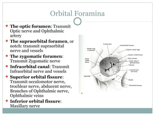 Orbit and Extra-Ocular Muscles | PPT