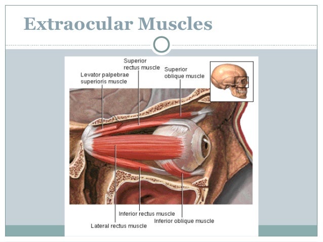 Orbit and Extra-Ocular Muscles