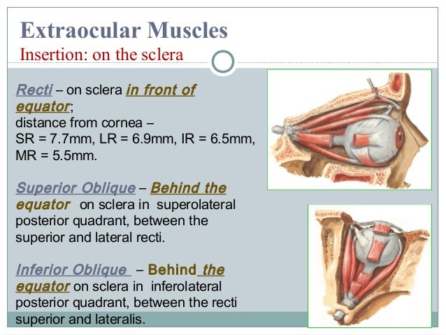 Orbit and Extra-Ocular Muscles