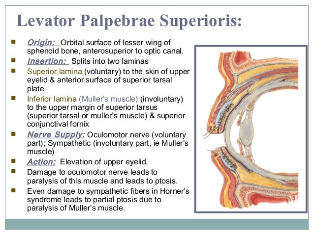 Orbit and Extra-Ocular Muscles