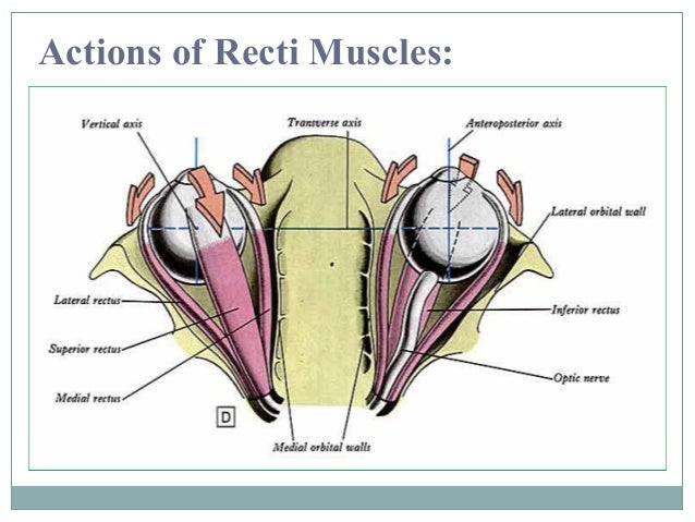 Orbit and Extra-Ocular Muscles