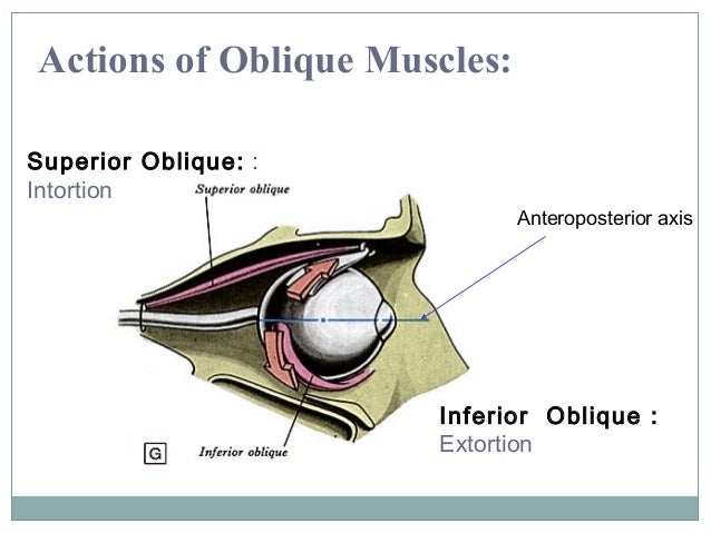 Orbit and Extra-Ocular Muscles