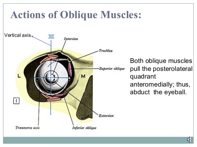 Orbit and Extra-Ocular Muscles