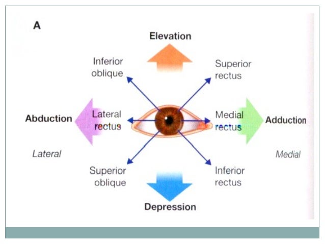 Orbit and Extra-Ocular Muscles