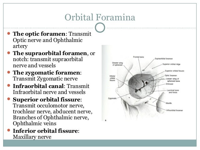 Orbit and Extra-Ocular Muscles