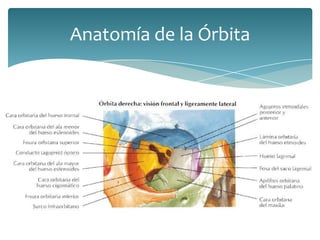Orbita osea | PPTX