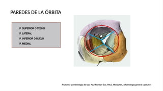 ORBITA OSEA OCULAR y sus estructuras anatomicas | PPTX