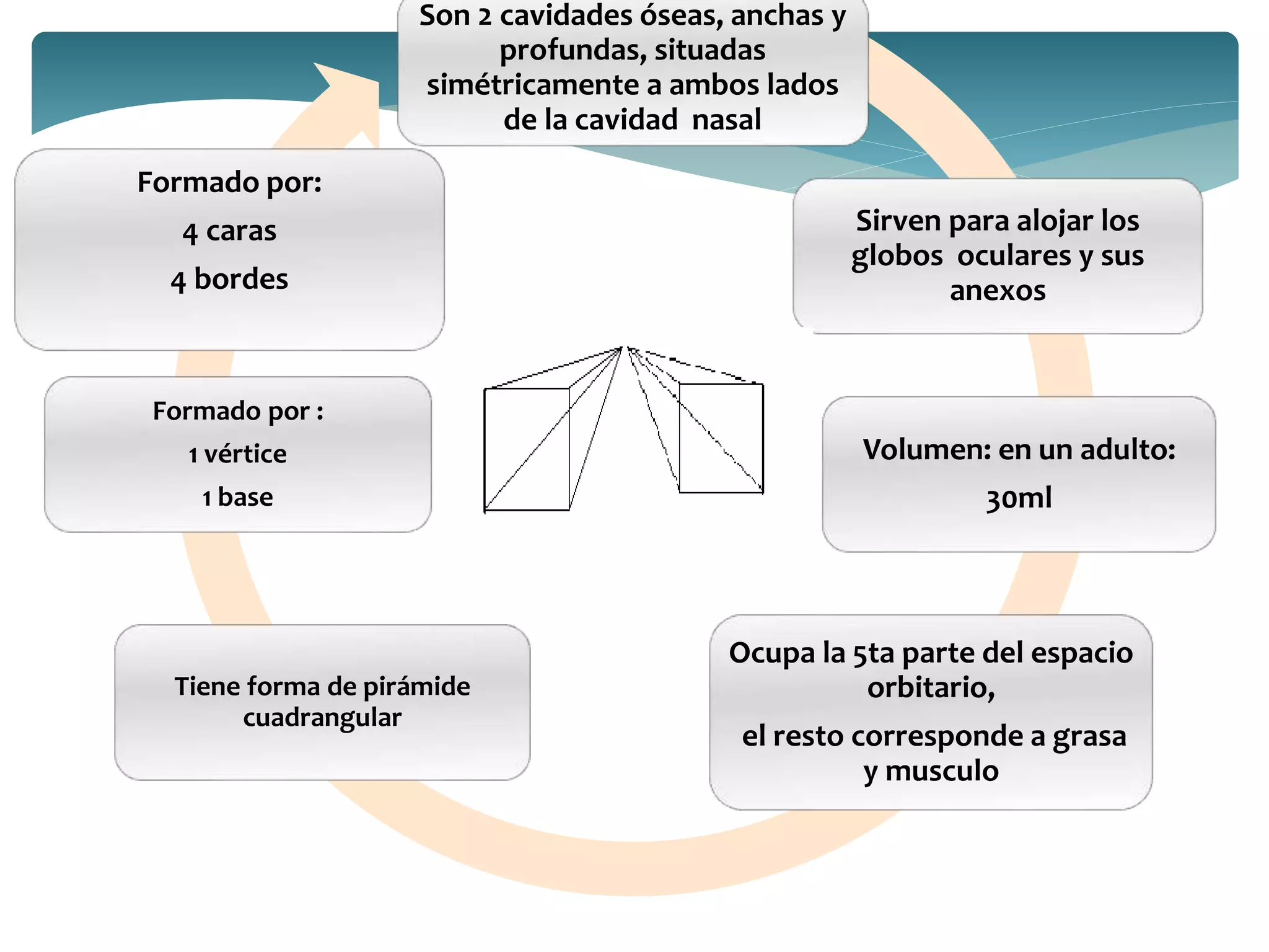 Orbitas anatomia radiologica | PPTX
