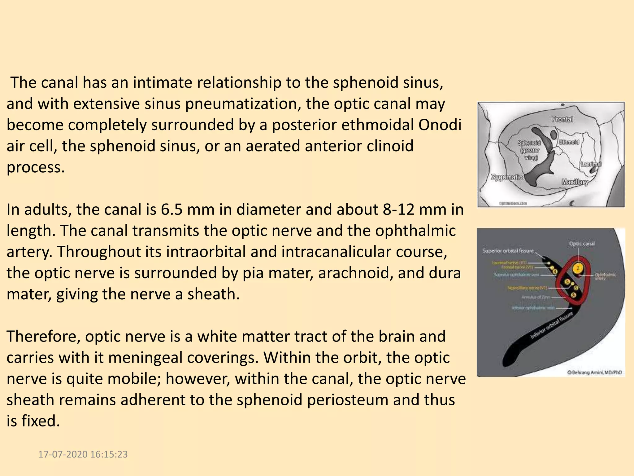 Surgical Anatomy of Orbit | PPTX