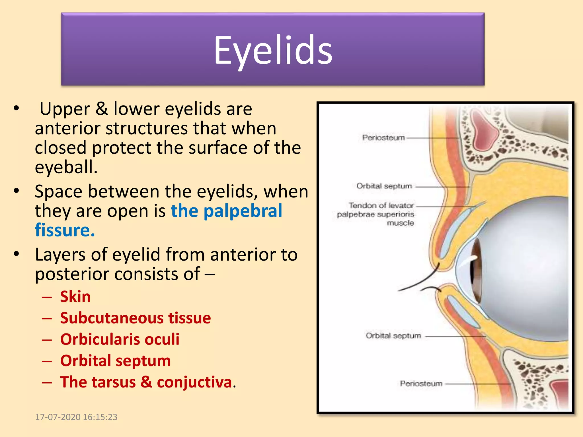 Surgical Anatomy of Orbit | PPTX