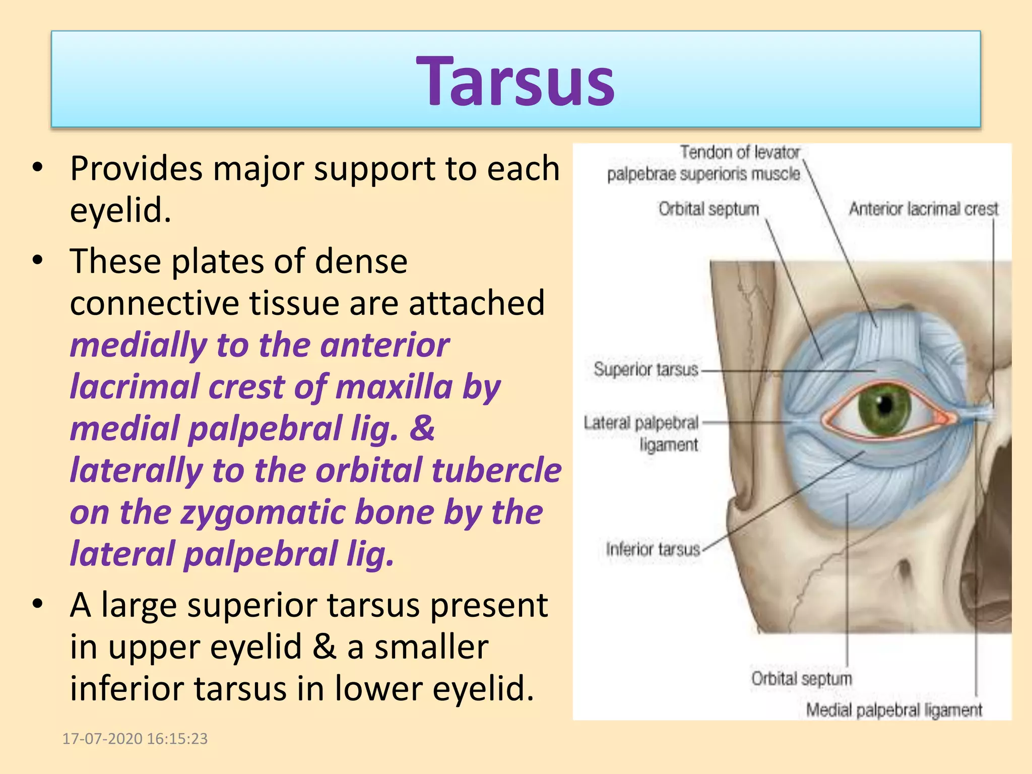 Surgical Anatomy of Orbit | PPTX