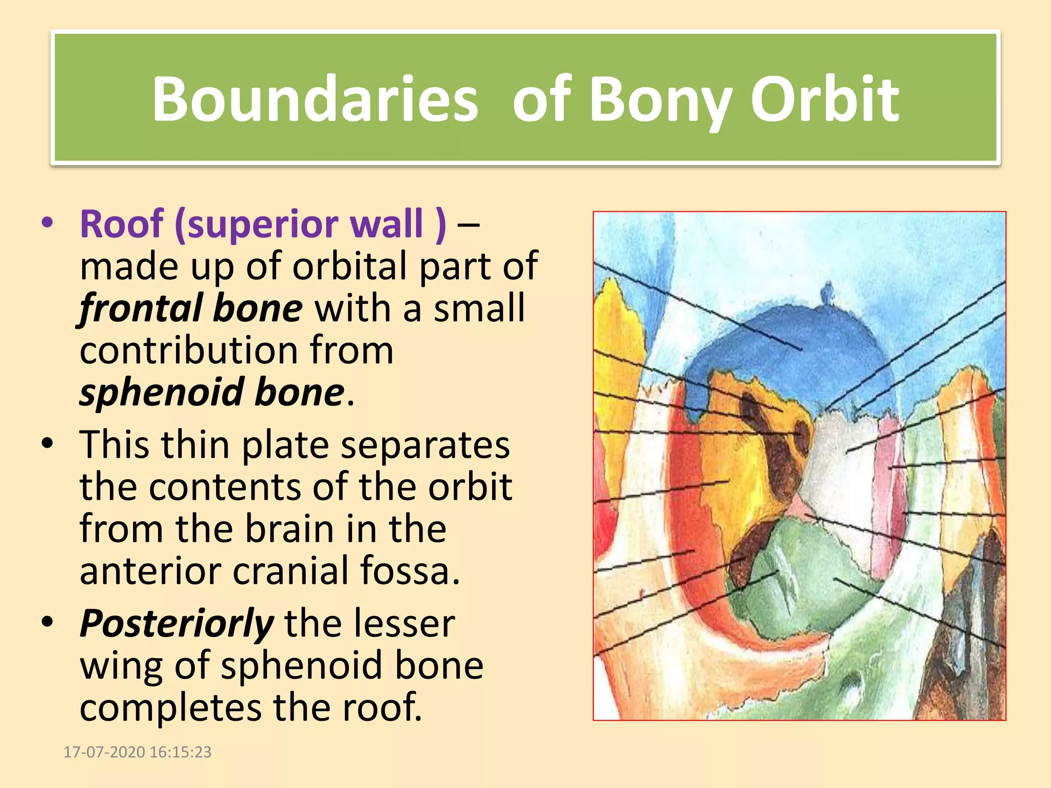 Surgical Anatomy of Orbit | PPTX