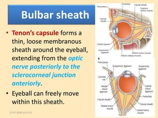 Surgical Anatomy of Orbit | PPTX