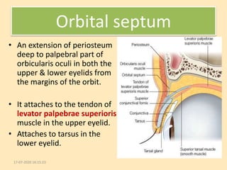 Orbital Septum Cadaver