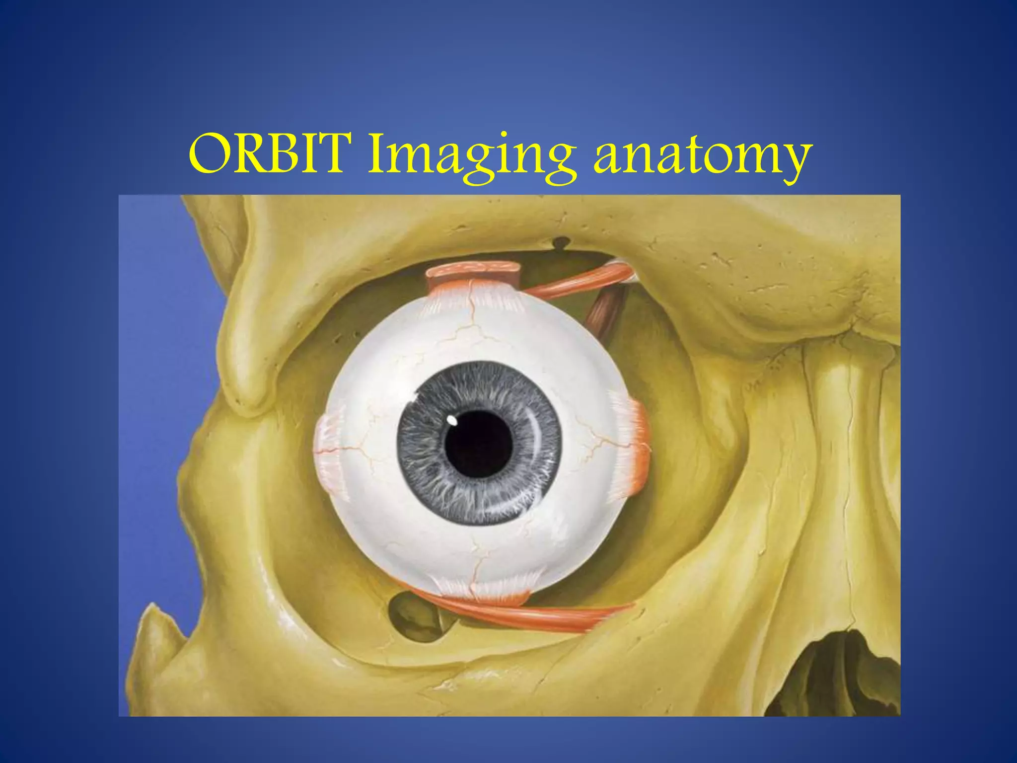 Orbit imaging anatomy | PPTX | Eye and Vision Conditions | Diseases and ...