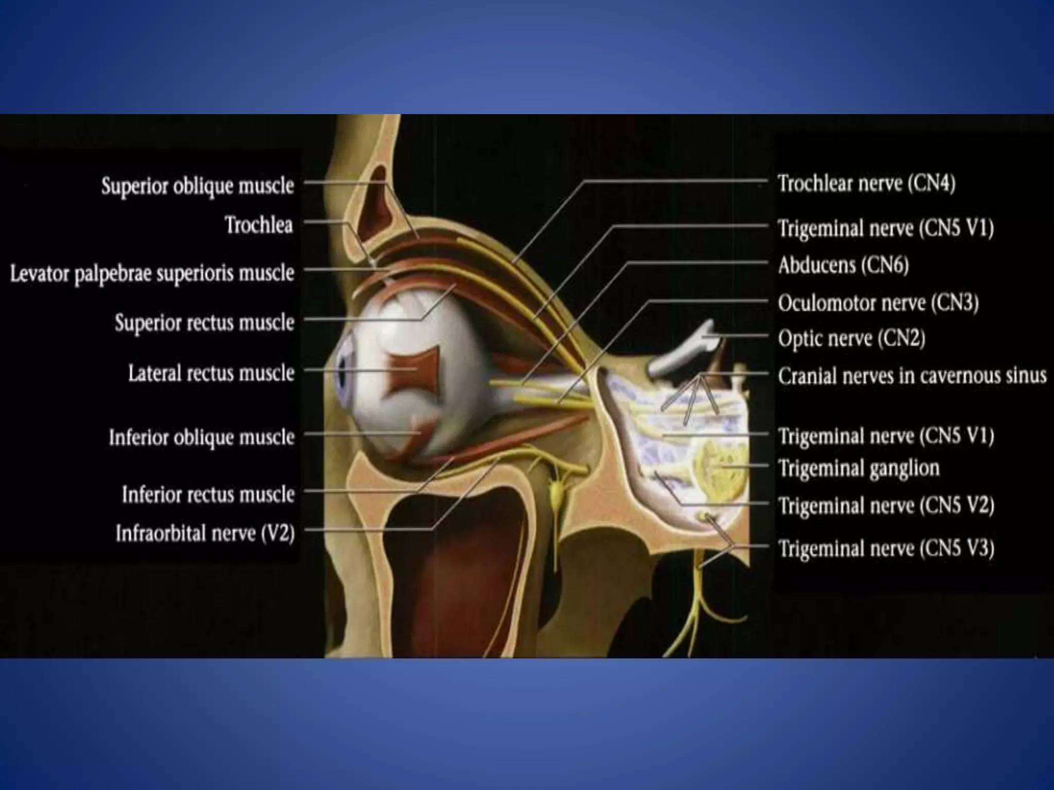 Orbit imaging anatomy | PPTX
