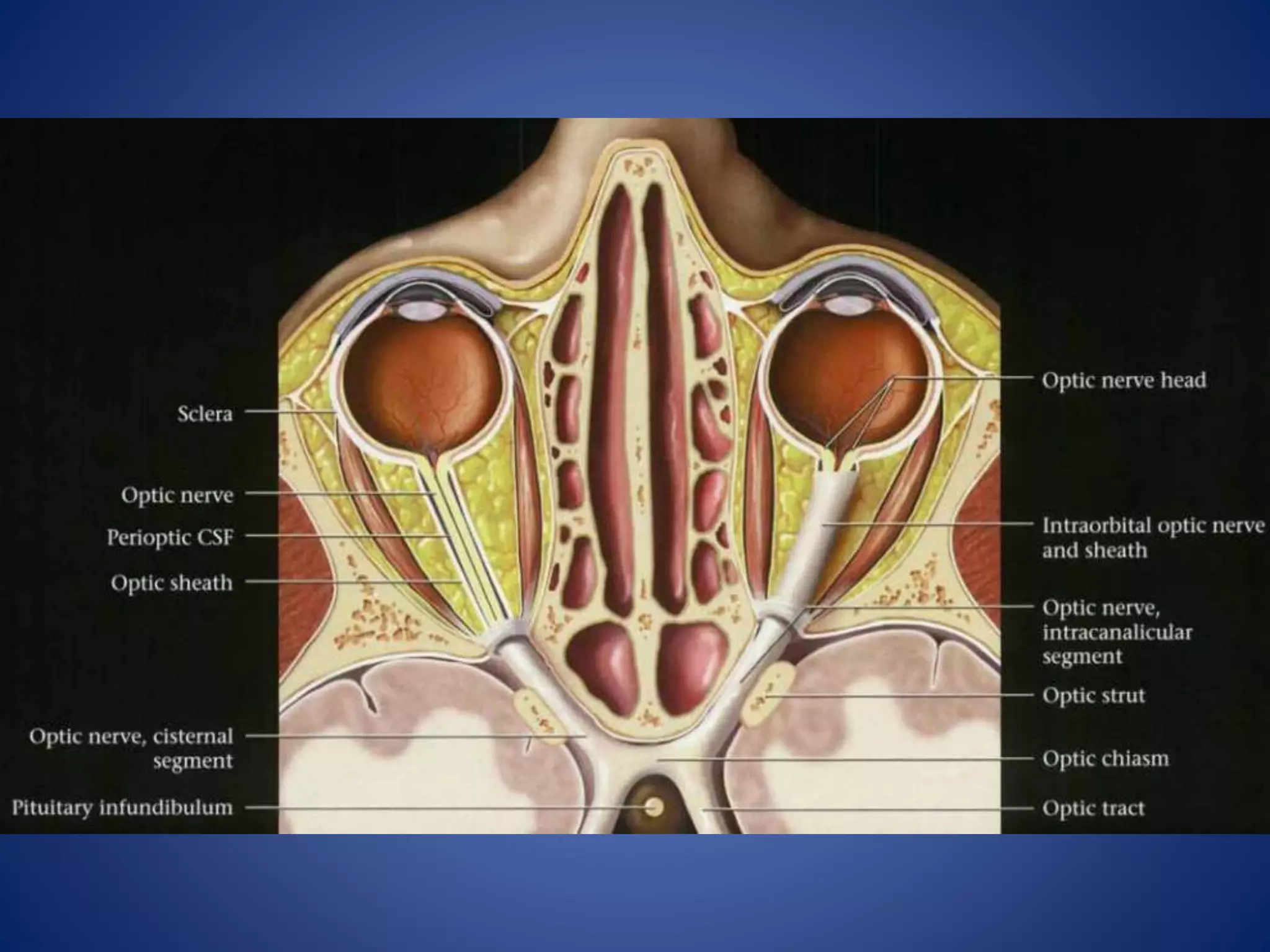 Orbit imaging anatomy | PPTX