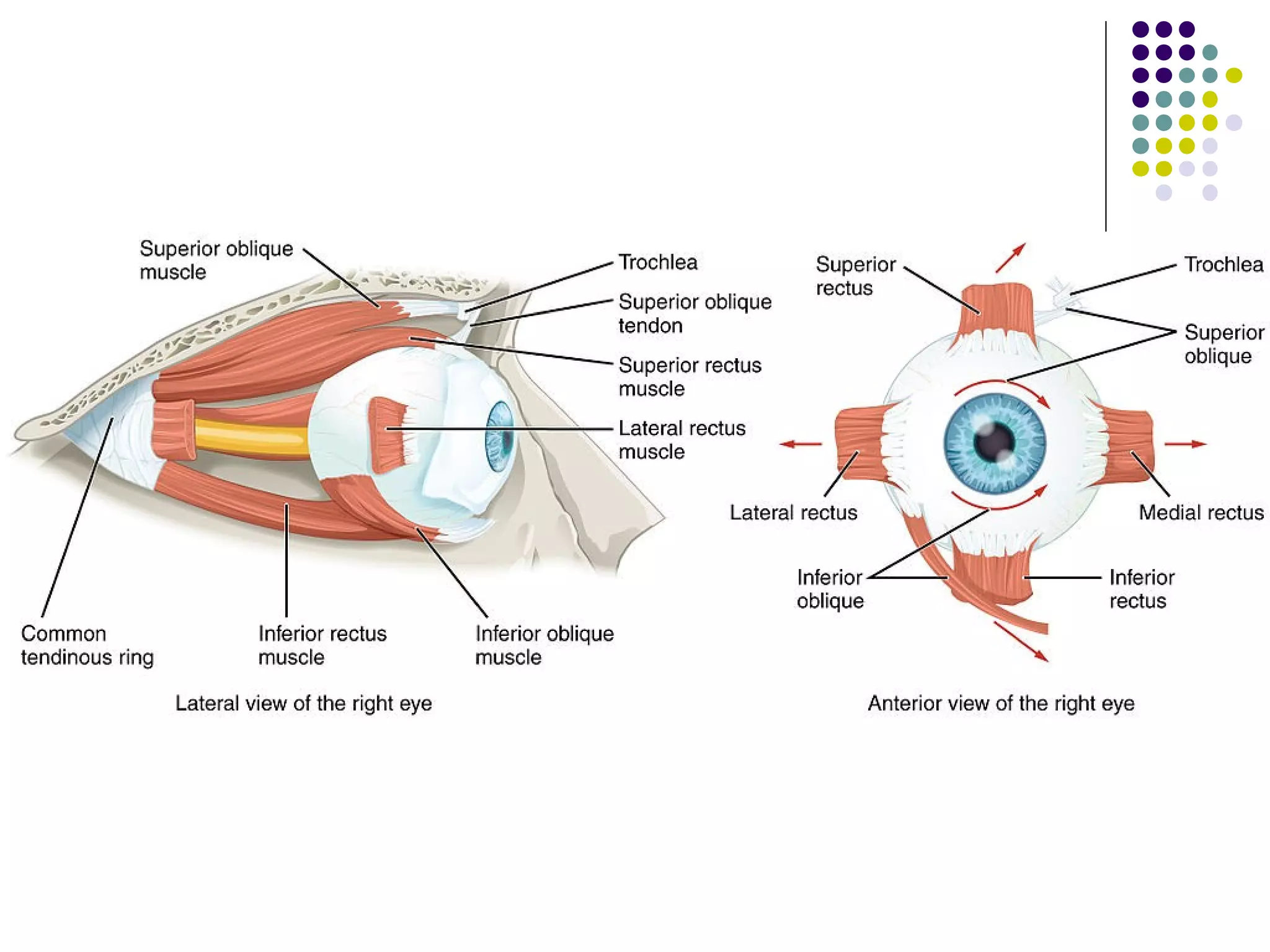 Bony Orbit_ eyeball ppt | PPT